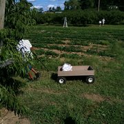 Tougas Family Farm - 64 Photos & 96 Reviews - Fruits & Veggies - 234 ...