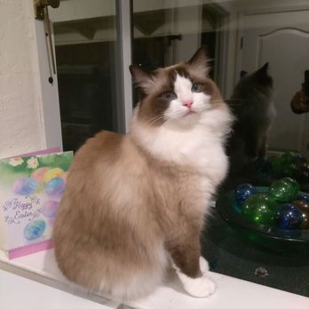 Fur Real Ragdolls - 10 Photos - Pet Breeders - Downtown, Sacramento, CA ...