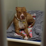 Oregon Humane Society - 87 Photos & 111 Reviews - Animal Shelters ...
