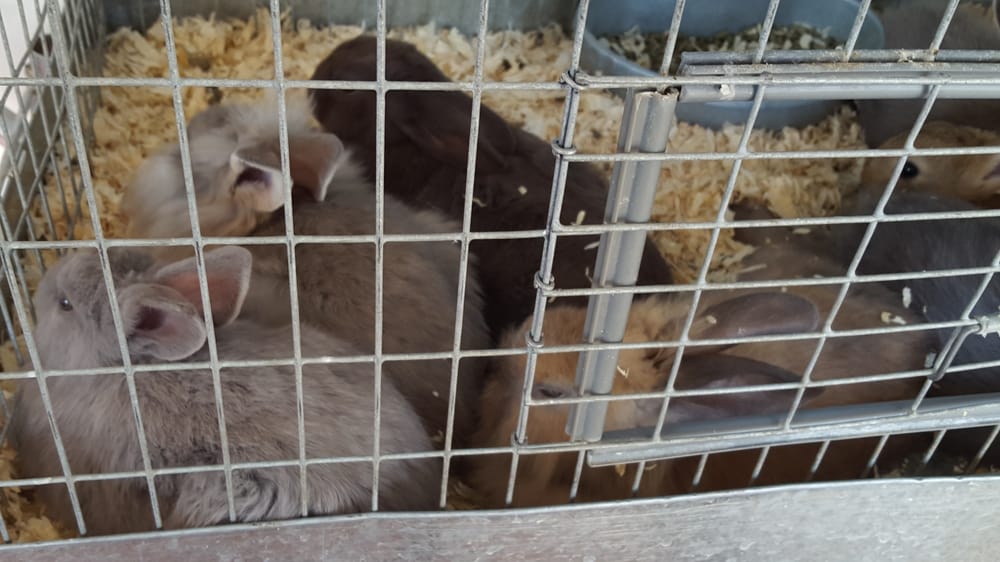 Baladi Poultry - 13 Photos - Meat Shops - 8261 Bolsa Ave - Midway City ...