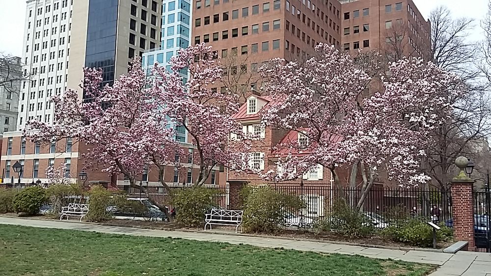 Magnolia Garden - Botanical Gardens - Locust St, Society Hill ...