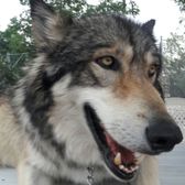 Wolf Mountain Sanctuary - 310 Photos & 112 Reviews - Animal Shelters ...