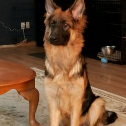 Calico Junction German Shepherds - 57 Photos - Pet Stores - 11980 Ramah ...