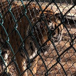 Popcorn Park Zoo - 182 Photos & 81 Reviews - Zoos - Humane Way, Forked ...