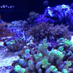 Jackson Fish and Coral - Aquariums - 894 Avery Blvd, Ridgeland, MS ...