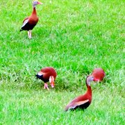 Cullen Park - 33 Photos & 23 Reviews - Parks - 19008 Saums Rd, Addicks ...