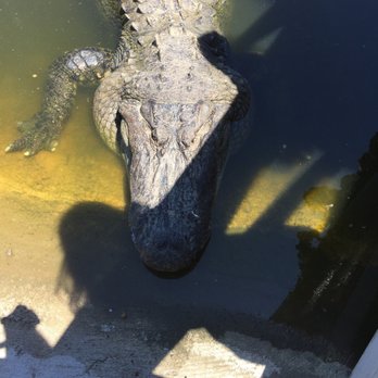 Boulder Ridge Wild Animal Park - Temp. CLOSED - 106 Photos & 25 Reviews ...