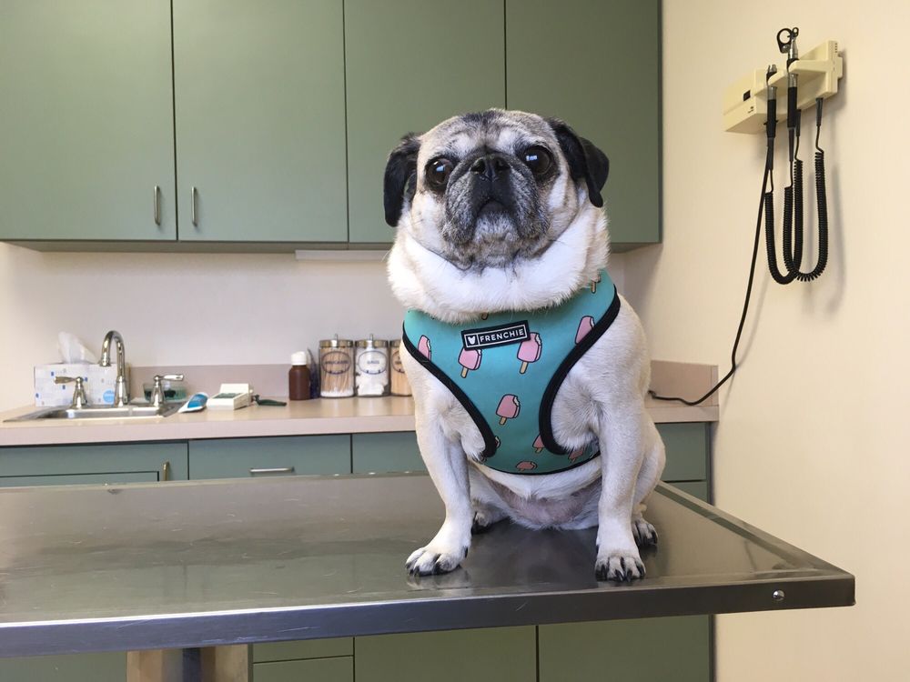 Wilson Veterinary Hospital - 16 Reviews - Veterinarians - 50 N Highway ...