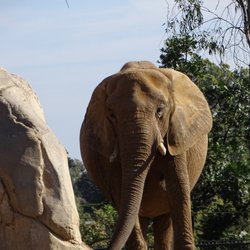 Elephant odyssey - 23 Photos - Zoos - Park Way, Balboa Park, San Diego ...