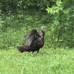 Cosby Campground - 23 Photos - Recreation Centers - 471 Cosby Park Rd ...