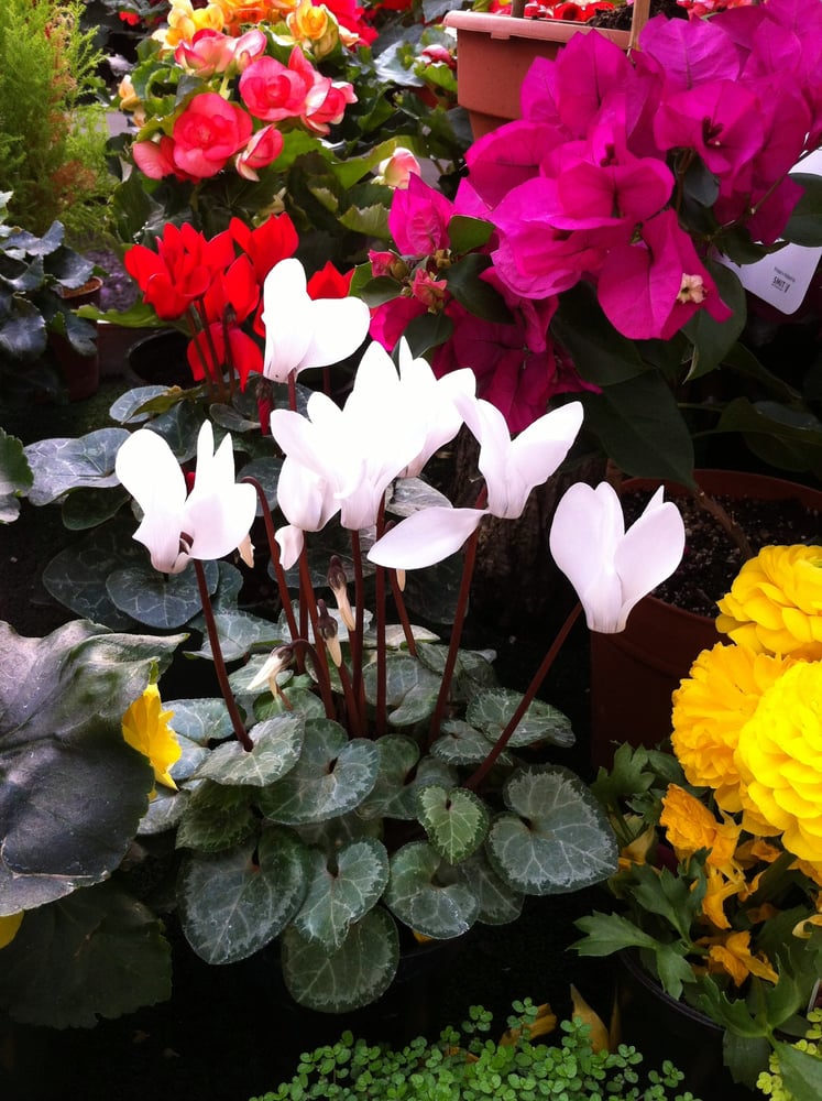 Ott’s Exotic Plants - 64 Photos & 26 Reviews - Nurseries & Gardening ...