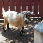 Adventure City - 334 Photos & 316 Reviews - Amusement Parks - 1238 S ...