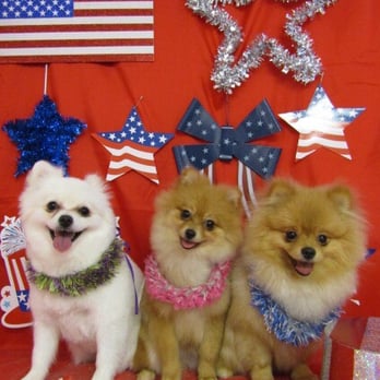 Aloha Dog - 172 Photos & 73 Reviews - Pet Sitting - 525B Cummins St ...