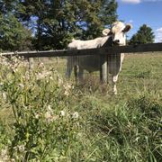 Last Chance Ranch - 20 Photos & 13 Reviews - Animal Shelters - 9 Beck ...