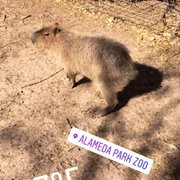 Alameda Park Zoo - 77 Photos & 28 Reviews - Zoos - 1321 N White Sands ...