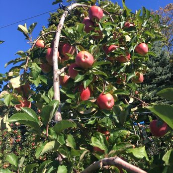 Harbes Family Farm & Vineyard - 280 Photos & 130 Reviews - Fruits ...