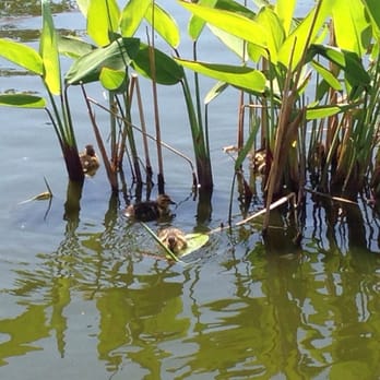 CSUN Pond - 310 Photos & 69 Reviews - Parks - 18111 Nordhoff St ...