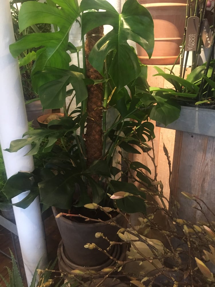 Louise Moestrup Blomster - 24 Photos - Florists - Øster Farimagsgade 16 ...