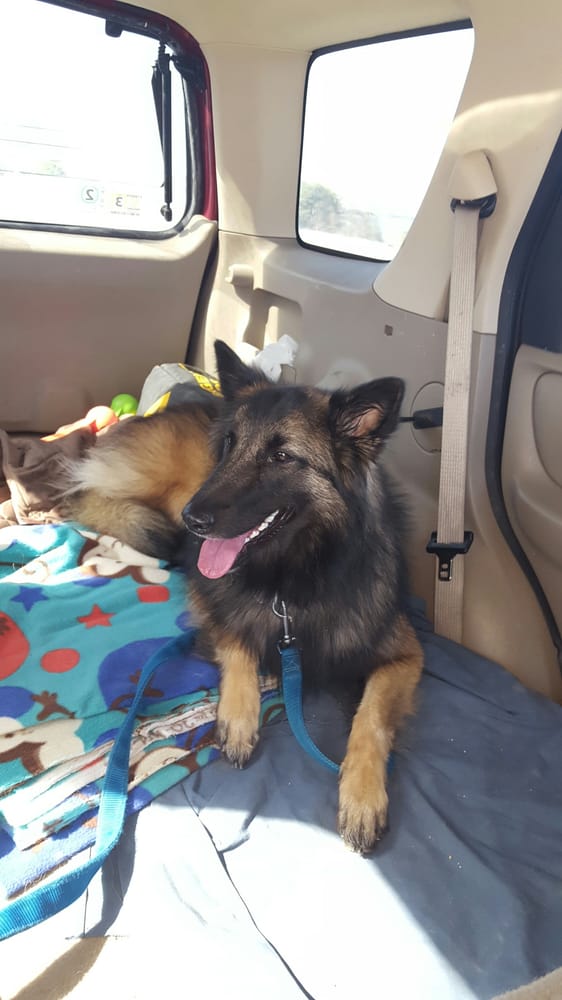 DogPile Dogs - 54 Photos & 99 Reviews - Pet Sitting - 1338 Illinois St ...