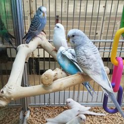 PetSmart - 17 Reviews - Pet Training - 1116 S Rochester Rd, Rochester ...