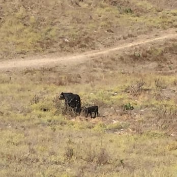 Las Trampas Regional Wilderness - 254 Photos & 99 Reviews - Parks ...