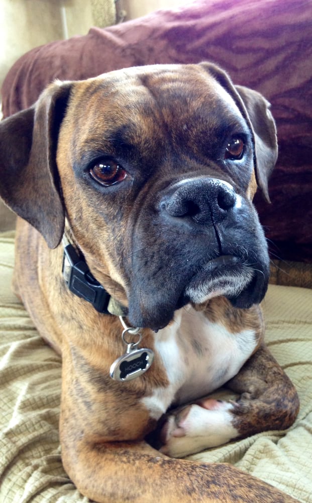 Northwest Boxer Rescue - Animal Shelters - Woodinville, WA - Reviews ...