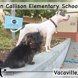 Jean Callison Elementary - Elementary Schools - 6261 Vanden Rd ...