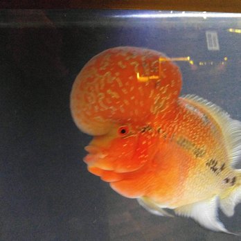 Bubblefish - Order Food Online - 873 Photos & 288 Reviews - Sushi Bars ...